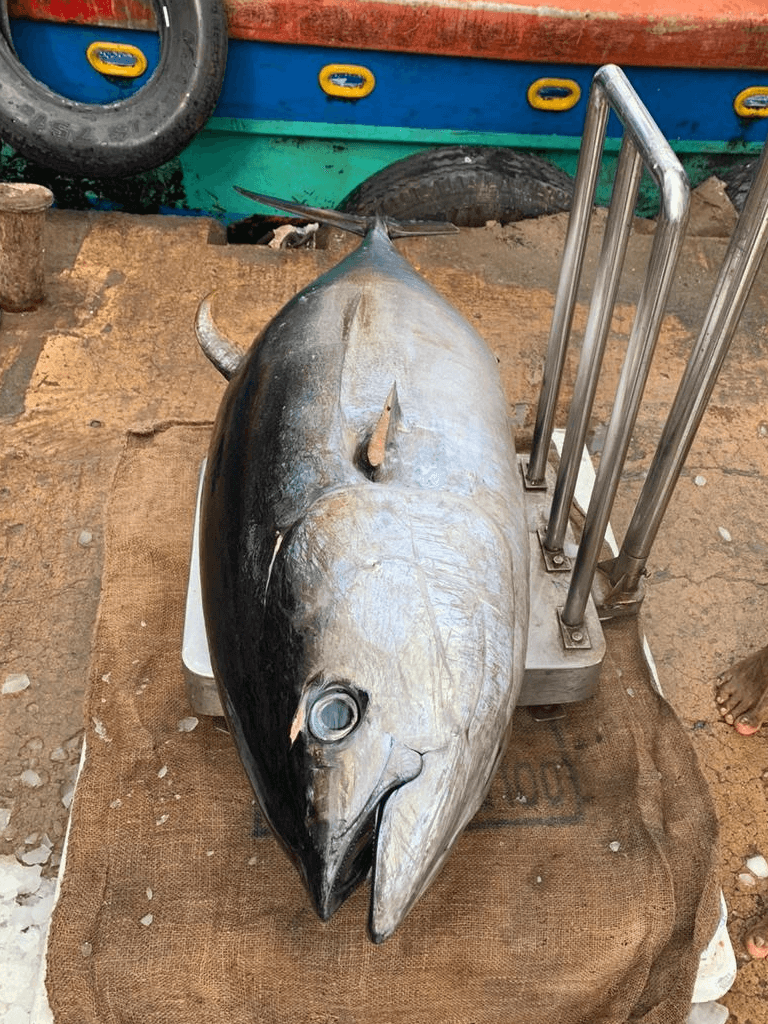 Blueline International - Fish Exporter