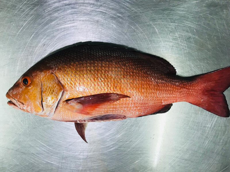 Blueline International - Fish Exporter