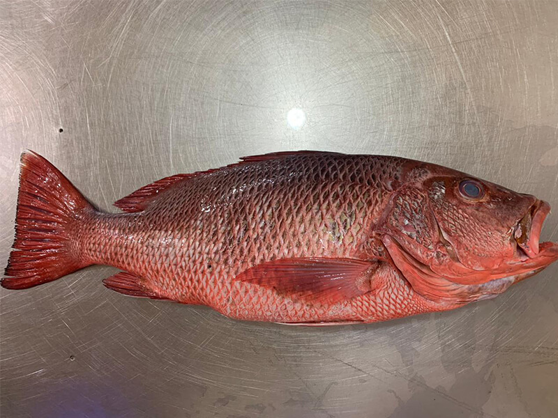 Blueline International - Fish Exporter