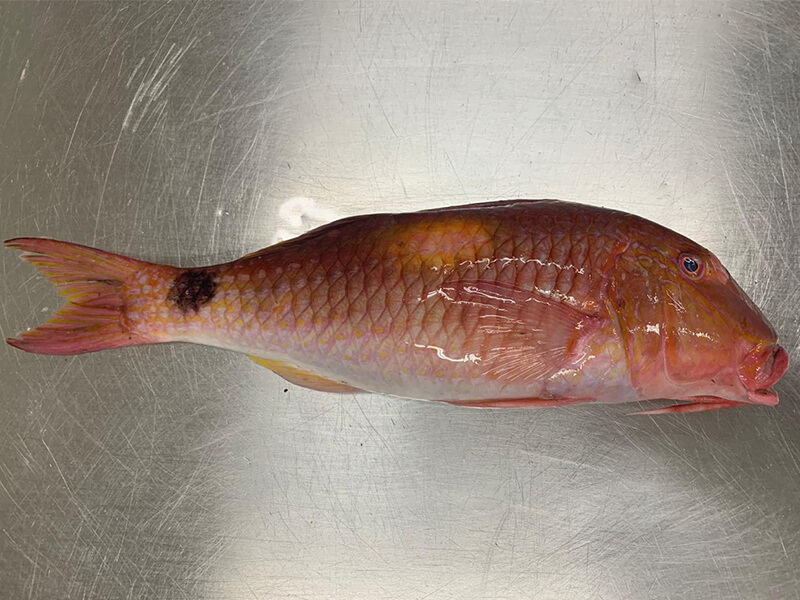 Blueline International - Fish Exporter