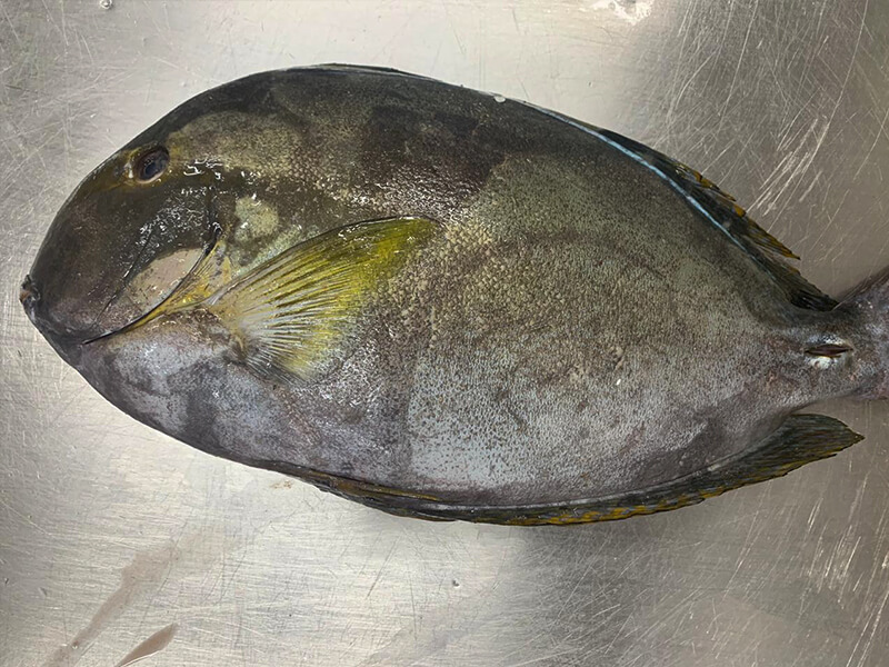 Blueline International - Fish Exporter