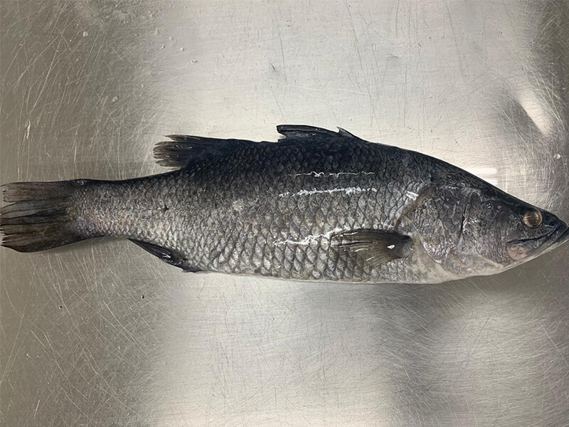 Blueline International - Fish Exporter