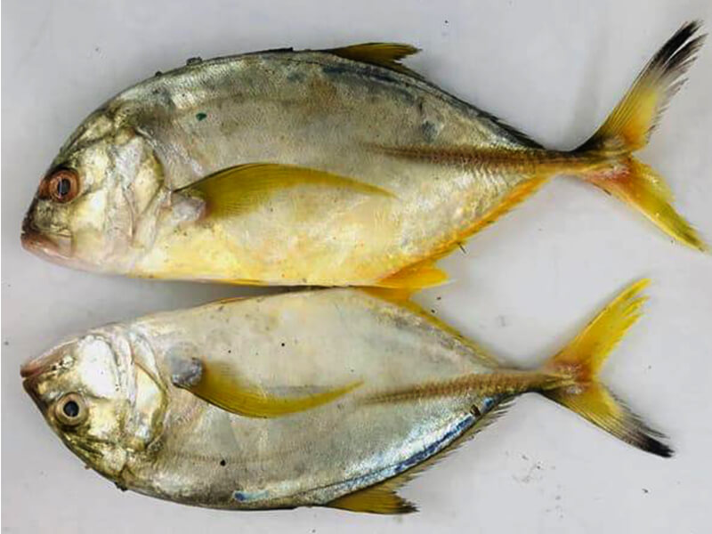 Blueline International - Fish Exporter